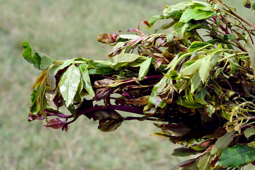 Khat Leaves: Regional Chewing Habit Could Lead to Oral Lesions - Today ...
