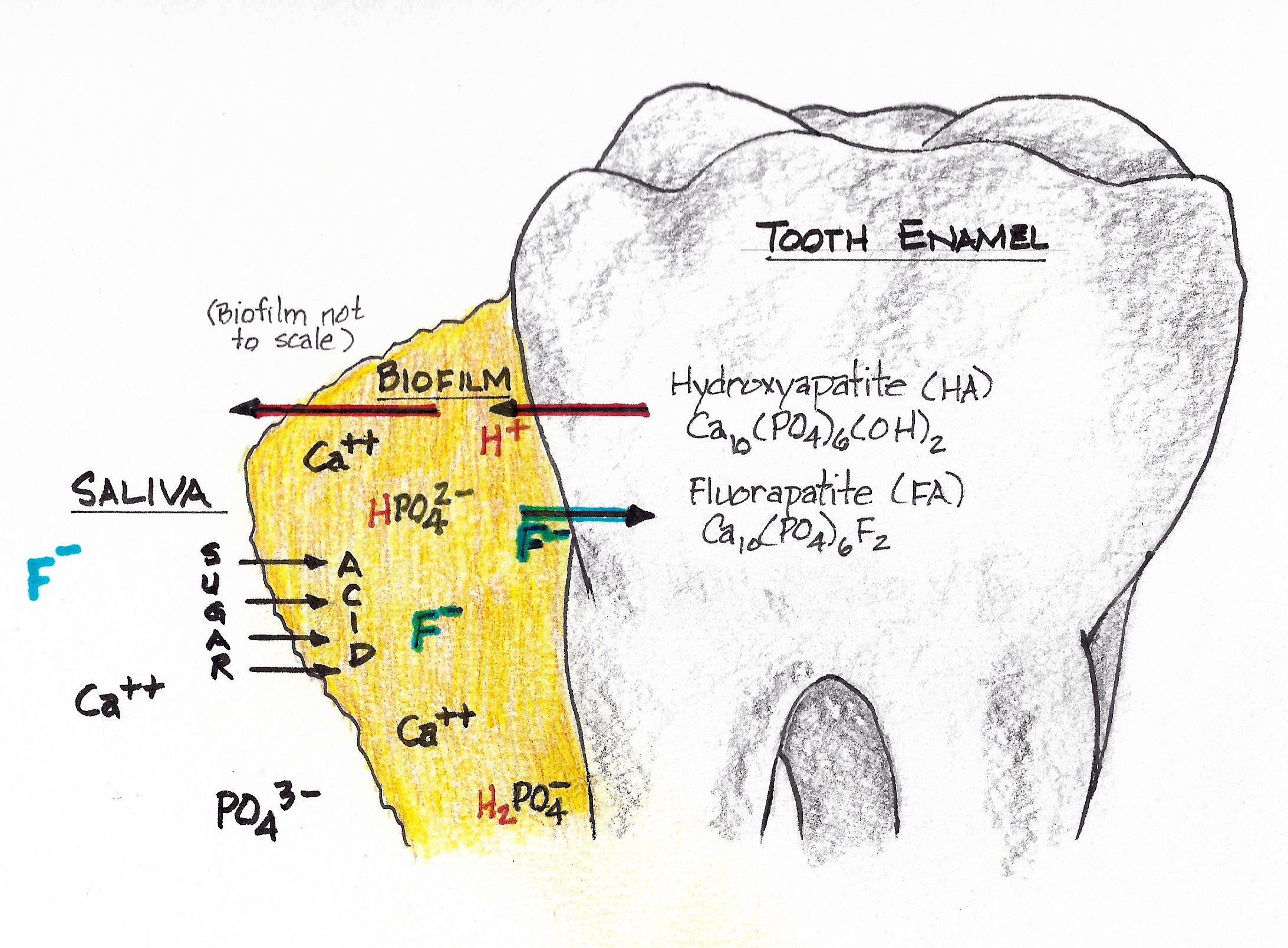Saliva: The Miraculous Biofluid Aids Dental Patients' Battle Against ...